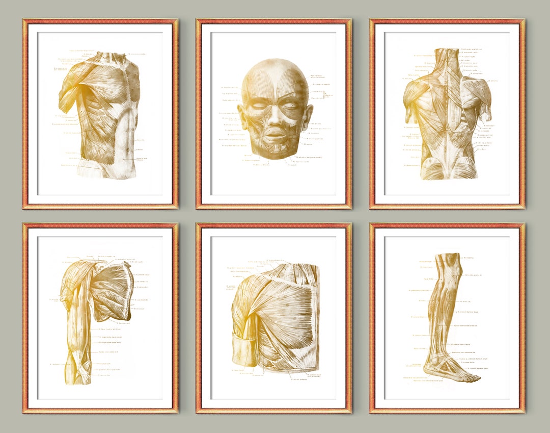 6 Gold Anatomy Posters Labeled Muscular System Art Physiology Art ...