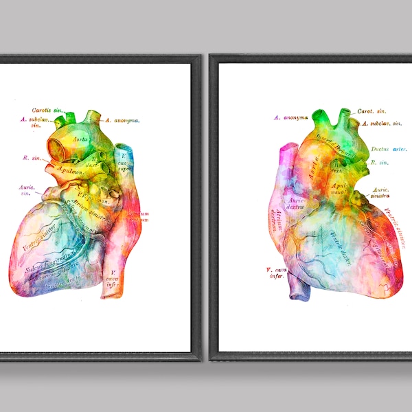 Anatomical Heart Art - Etsy