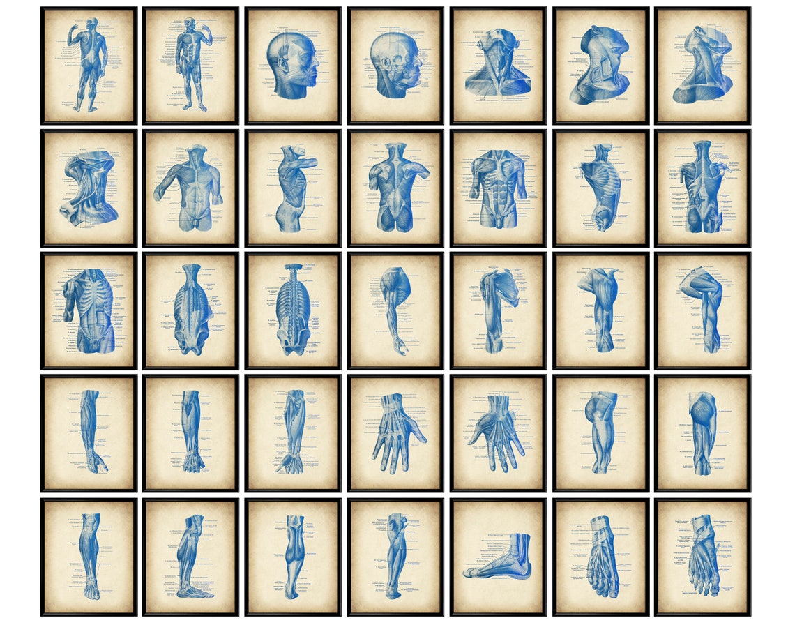 35 Musculoskeletal Anatomy Posters Muscular System Education | Etsy