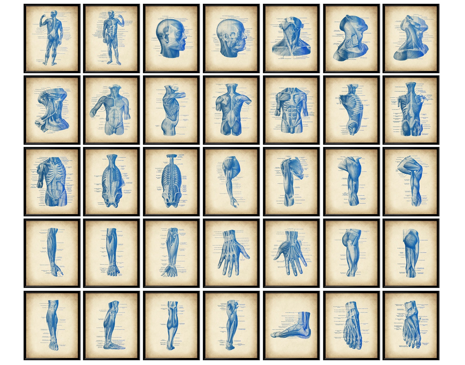 35 Musculoskeletal Anatomy Posters Muscular System Education | Etsy