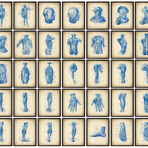 35 Musculoskeletal Anatomy Posters Muscular System Education Skeletal ...