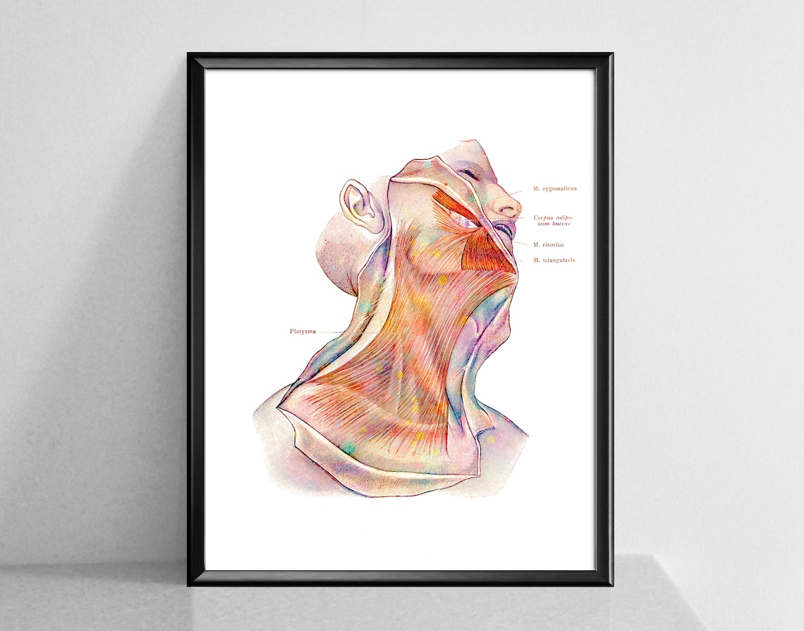 Neck Muscles Anatomy Poster Watercolor Art Medical Decor | Etsy