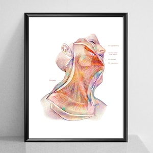 Neck Muscles Anatomy Poster Watercolor Art Medical Decor Chiropractic ...