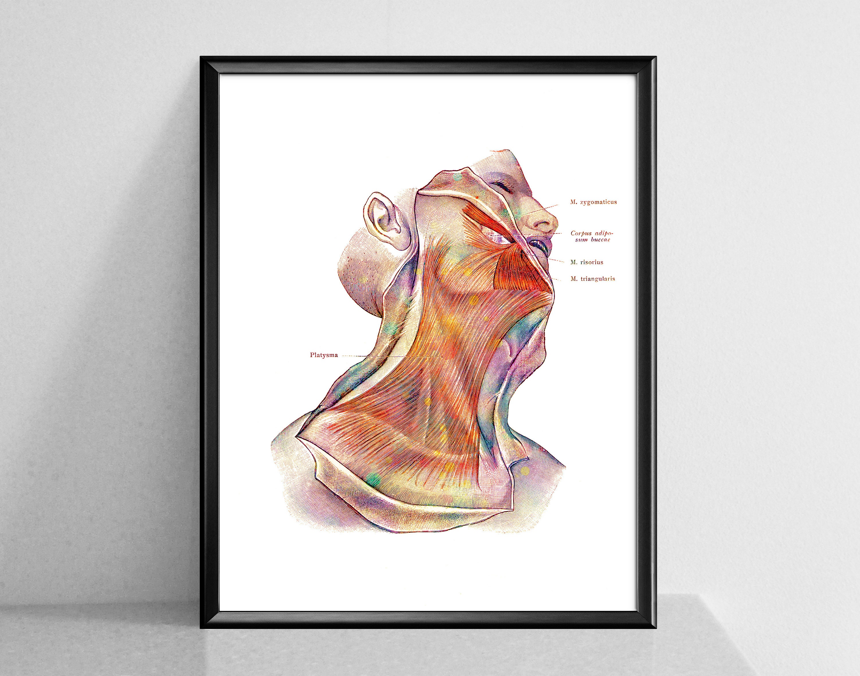 Neck Muscles Anatomy Poster Watercolor Art Medical Decor | Etsy