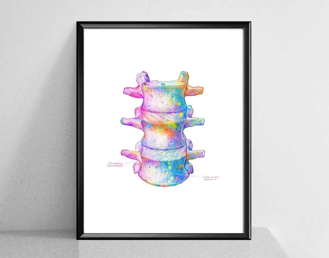 Spine Poster Vertebra Art Anatomy Art Lumbar Spine Poster Medical Art ...