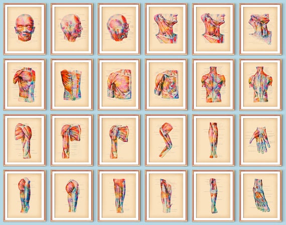 24 Vintage Physiology Art Watercolor Anatomy Art Medical - Etsy
