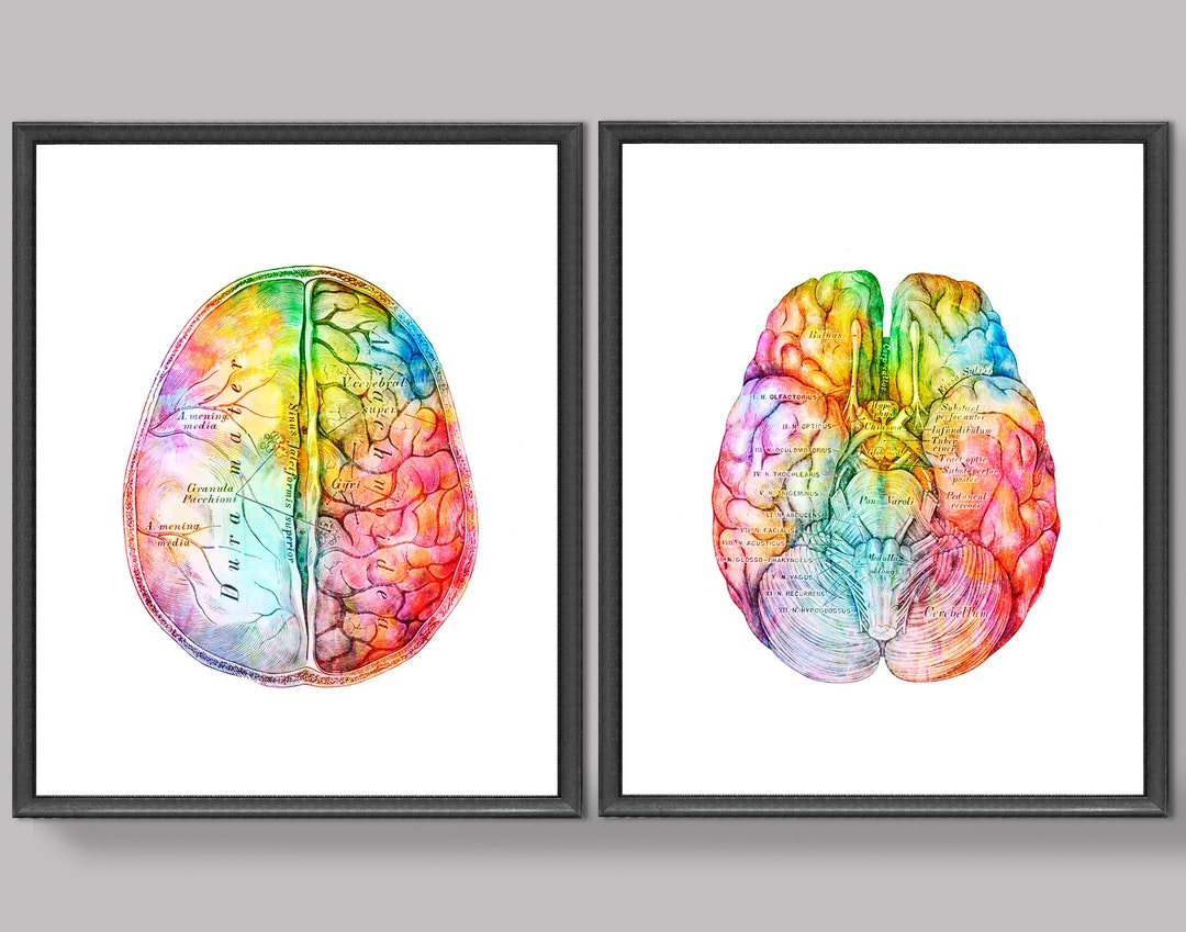 Watercolor Brain Art, Neurology Art, Medical Poster, Clinic Decor ...