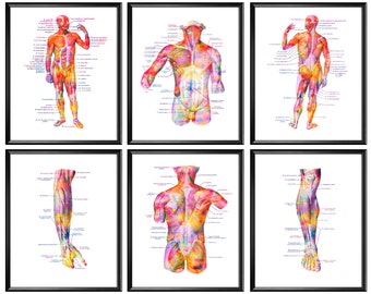 8 Labeled Anatomy Posters Muscular System Art Body Diagram Medical Art ...