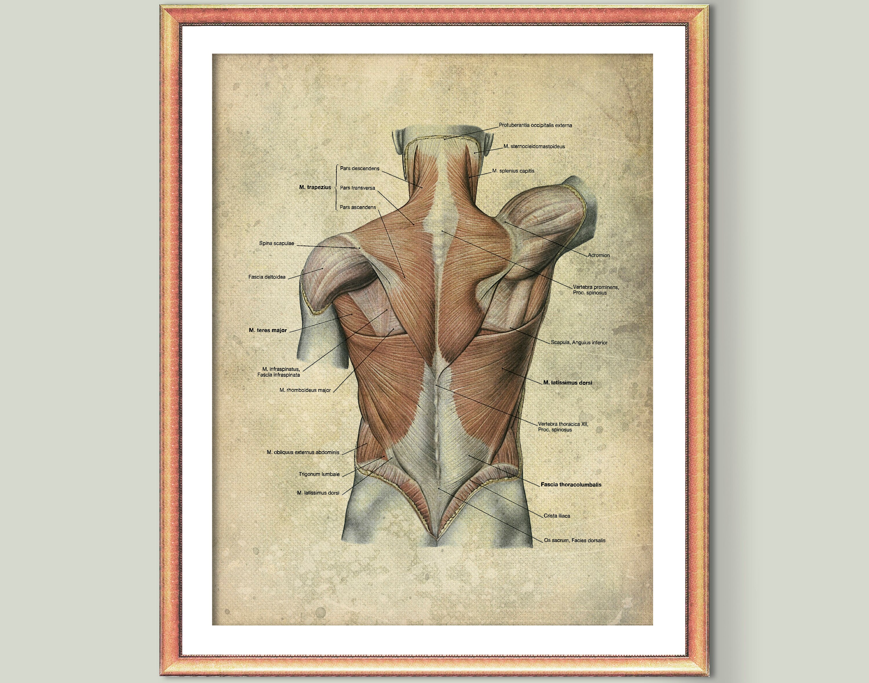 24 Vintage Human Anatomy Art Medical Poster Muscular System Facial ...