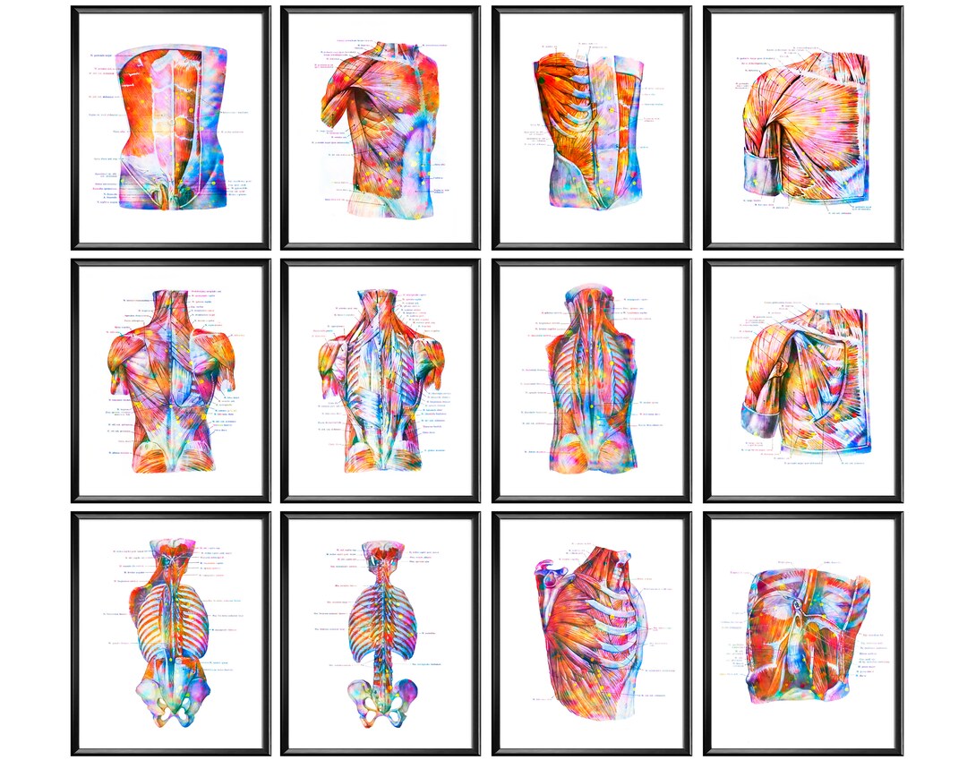 Musculoskeletal System Anatomy Poster Set of 12 Body Muscles Structure ...