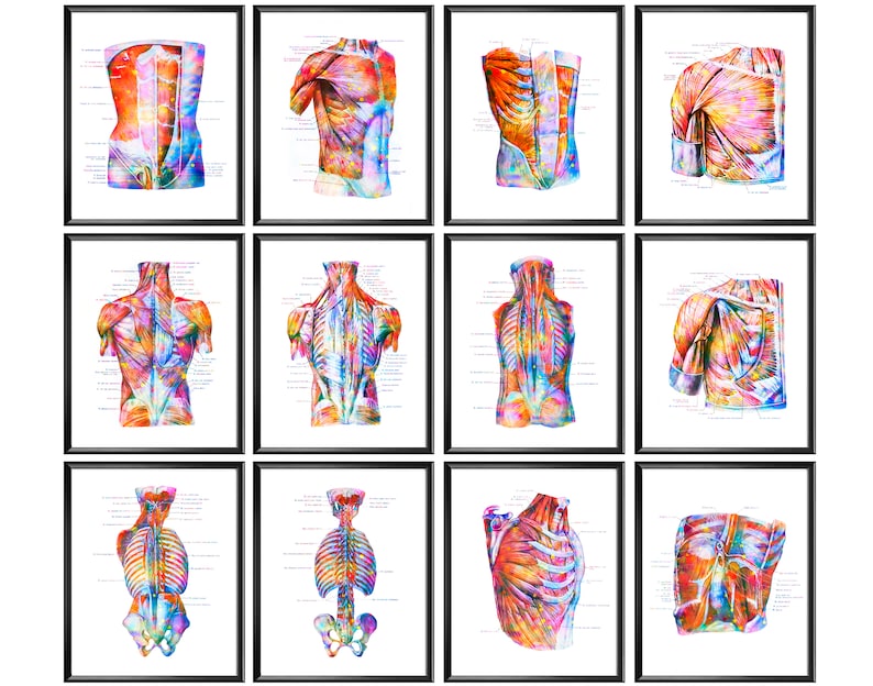 Musculoskeletal System Anatomy Poster Set of 12 Body Muscles - Etsy
