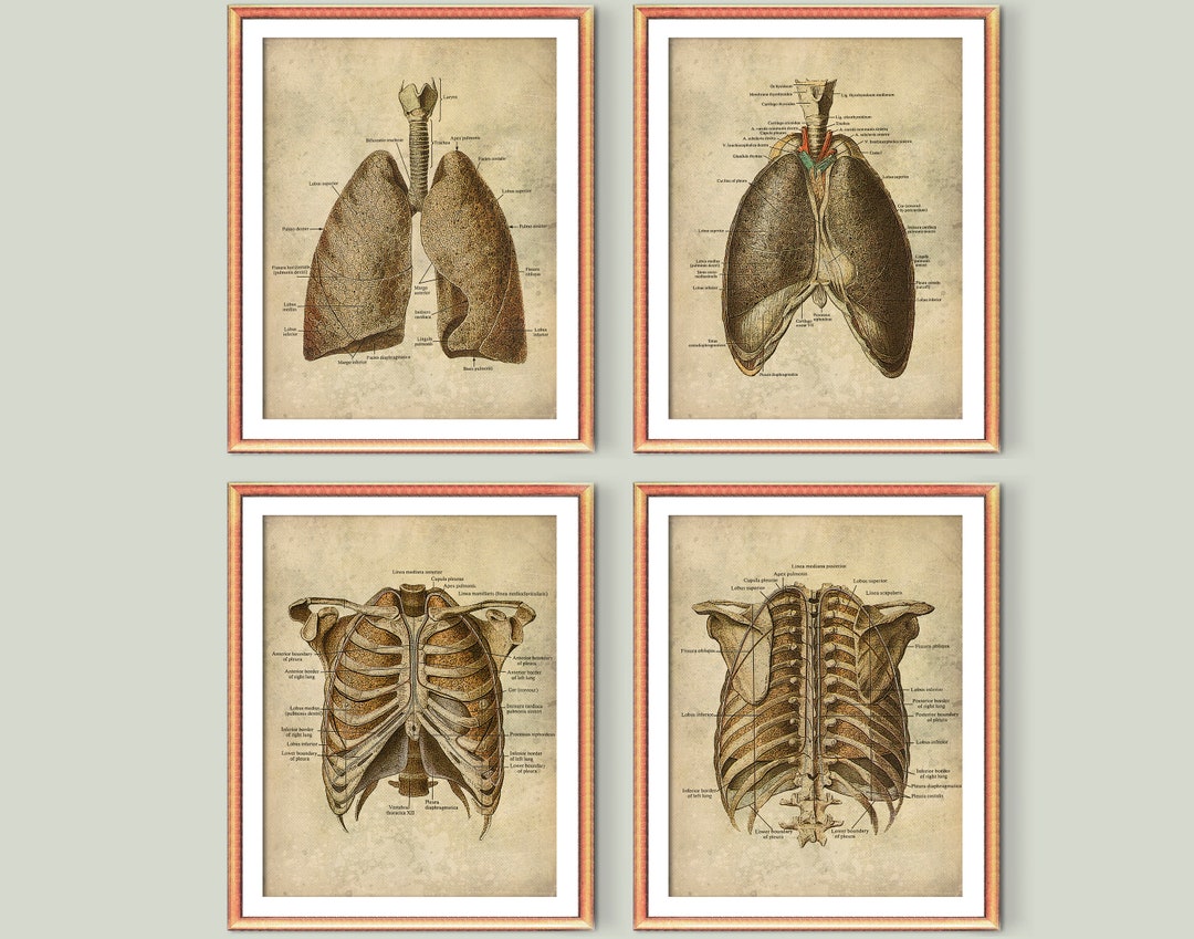 Anatomical Lungs Vintage Labeled Posters Human Respiratory System ...