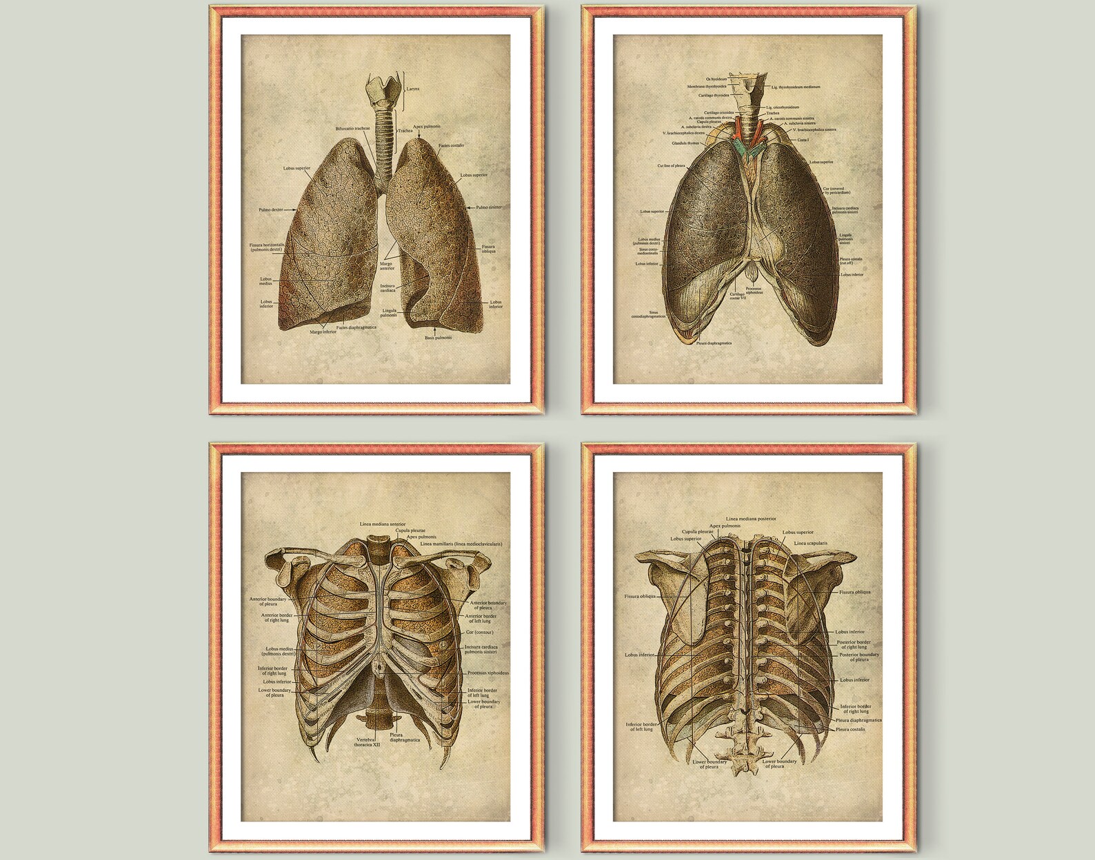 Anatomische Lunge Vintage Beschriftete Poster Menschliches ...