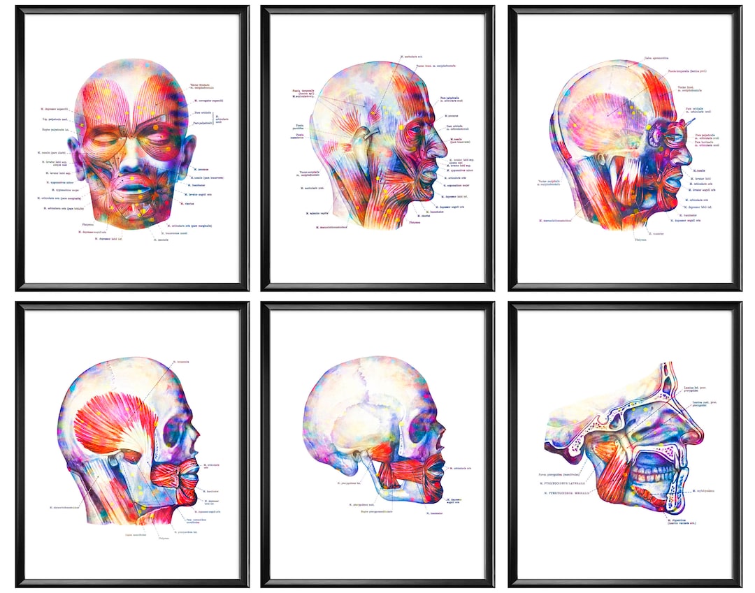 6 Face Anatomy Posters Facial Muscles Chart Medical Art Massage ...