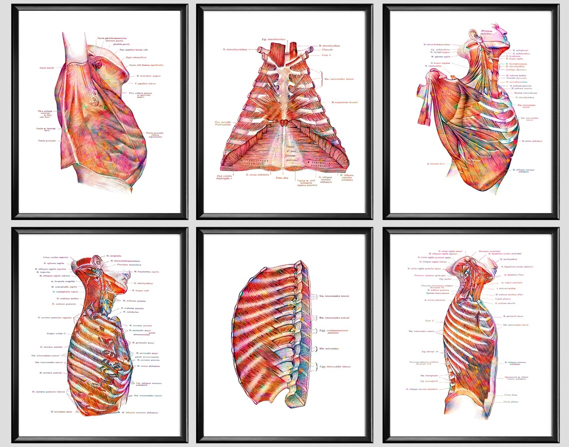 Torso Muscles Anatomy Poster Thorax and Muscles Art Rib Cage - Etsy