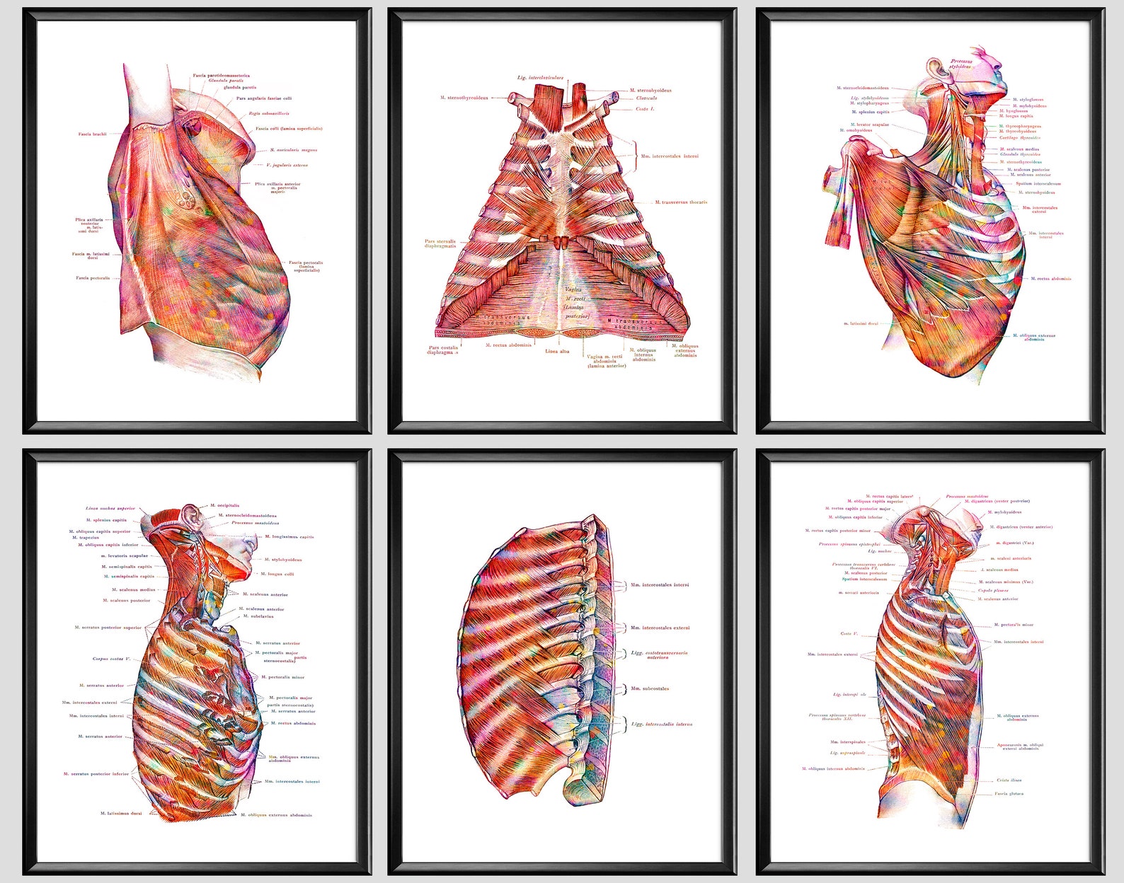 Torso Muscles Anatomy Poster Thorax and Muscles Art Rib Cage - Etsy