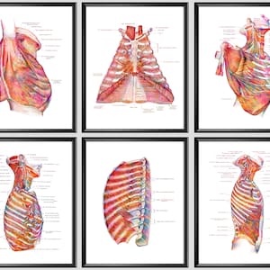 Torso Muscles Anatomy Poster Thorax and Muscles Art Rib Cage Anatomical ...
