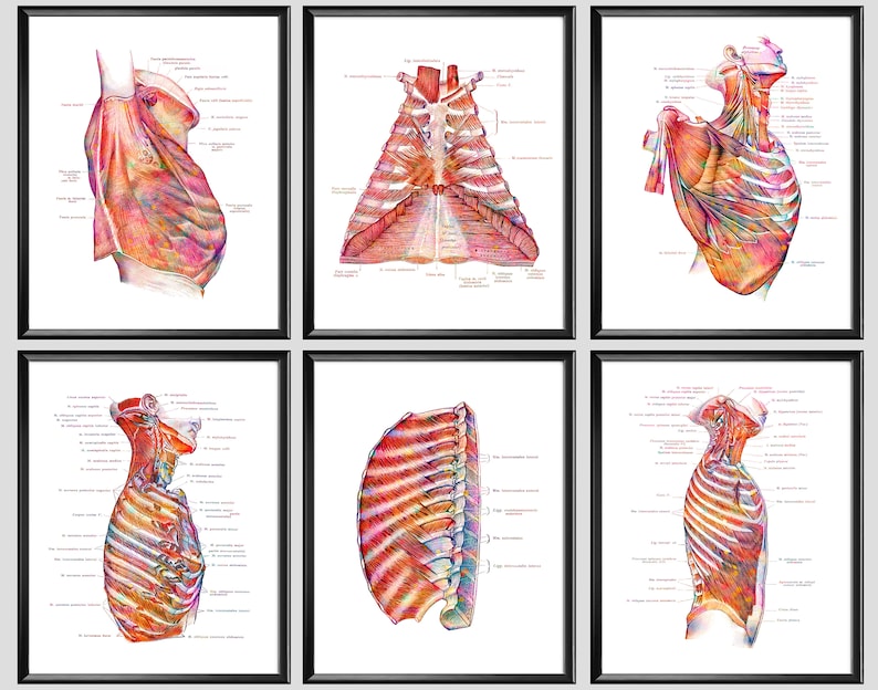 Torso Muscles Anatomy Poster Thorax and Muscles Art Rib Cage - Etsy