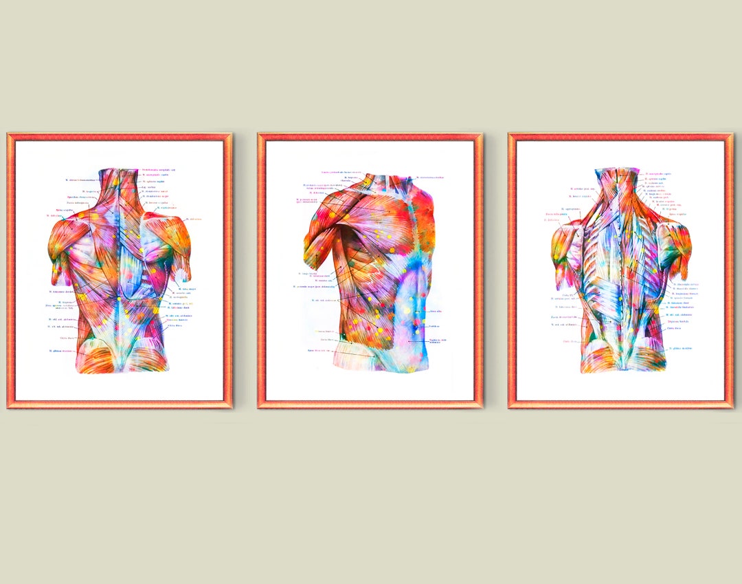 Human Muscular System Watercolor Poster Medical Art Fitness Center Wall ...