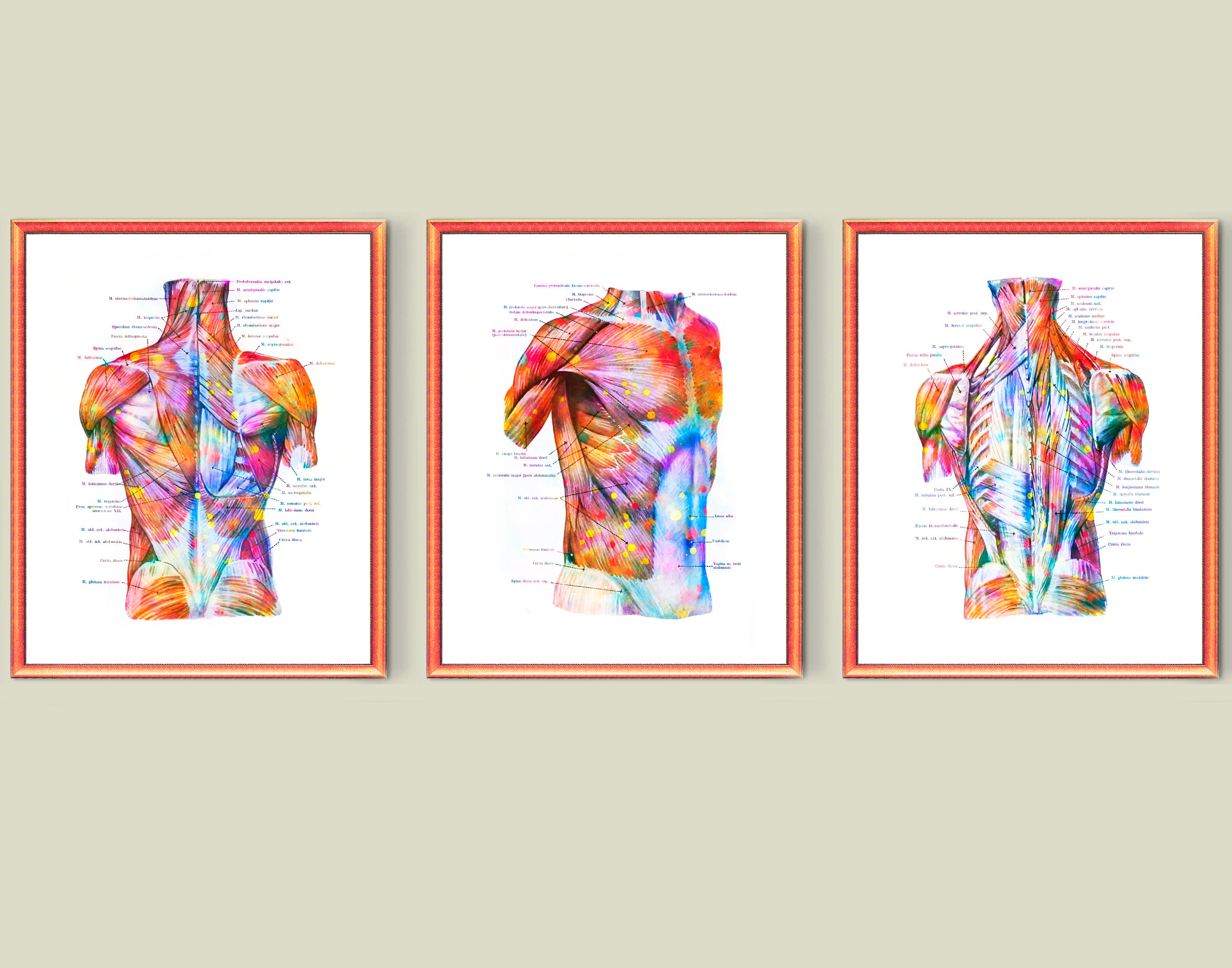 Prints Digital Prints Muscles Anatomy Art Physical Therapist Office ...
