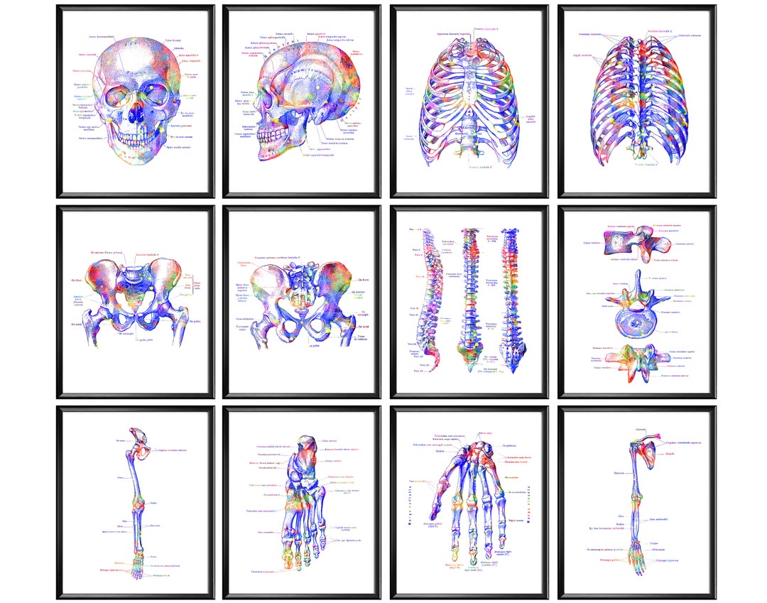 Skeleton Anatomy Art Set of 12 Orthopaedic Artwork Chiropractic Clinic ...