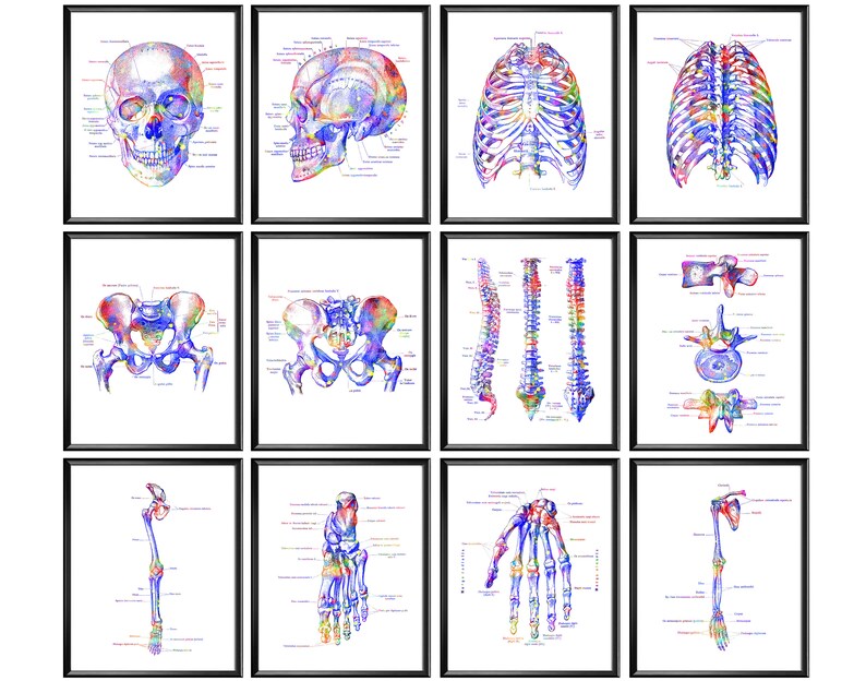 Skeleton Anatomy Art Set of 12 Orthopaedic Artwork Chiropractic Clinic ...