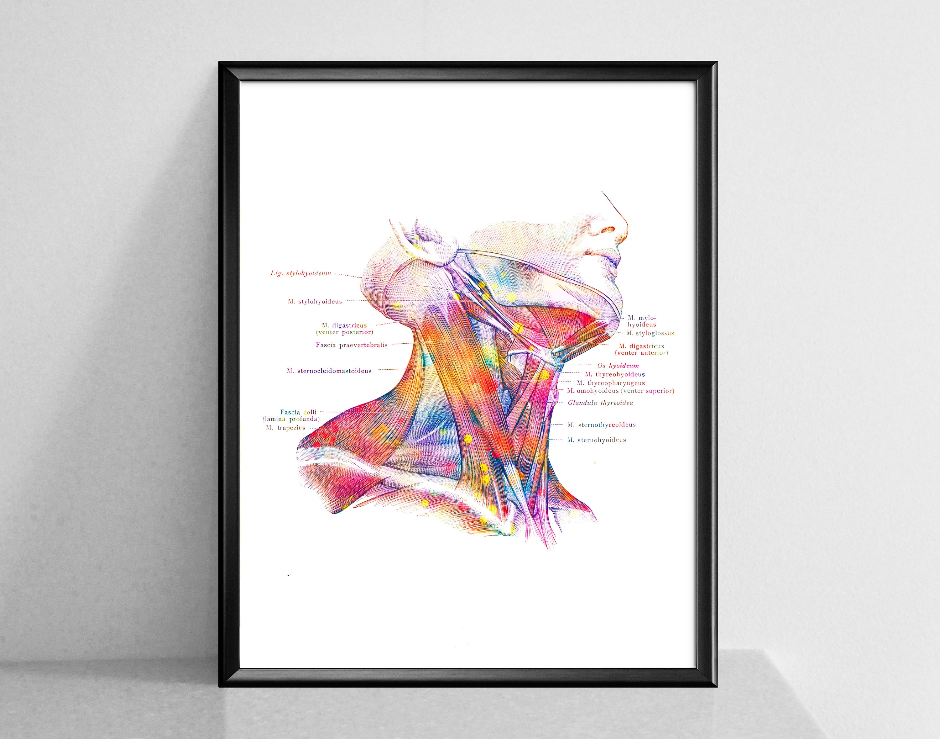 Neck Muscles Anatomy Poster Watercolor Art Medical Decor | Etsy
