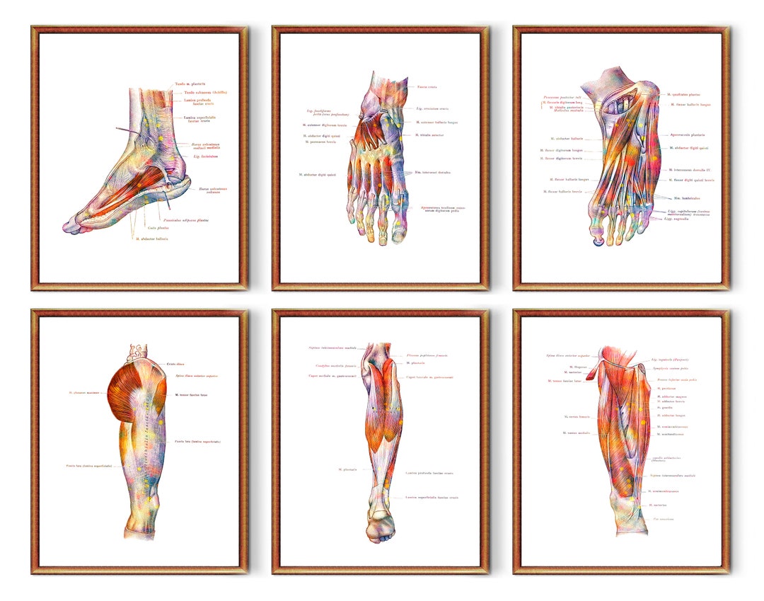 Labeled Foot Anatomy 6 Posters, Muscle Diagram Print, Podiatry Art ...