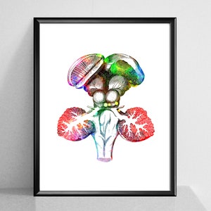 Neurology Watercolor Art Brain Structure Poster Brain Biology - Etsy
