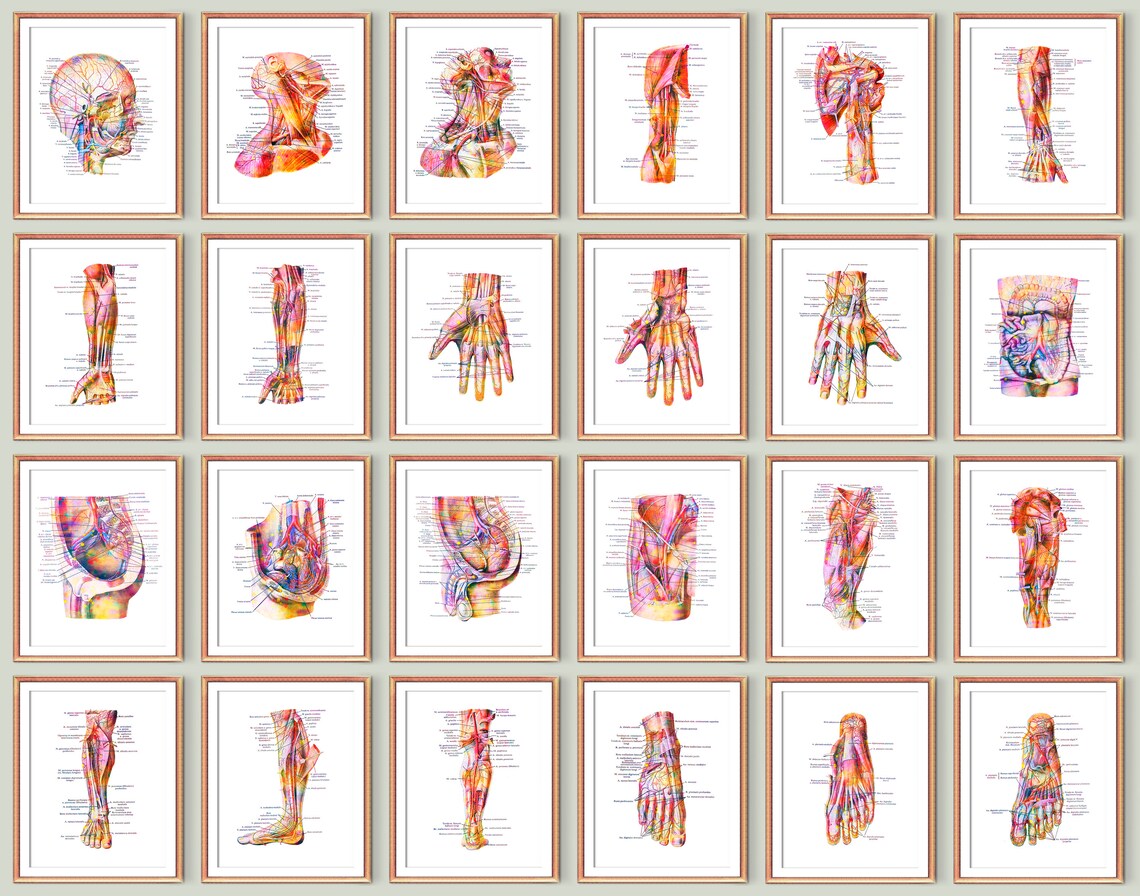 24 Human Body Structure Diagram Posters Muscular System - Etsy