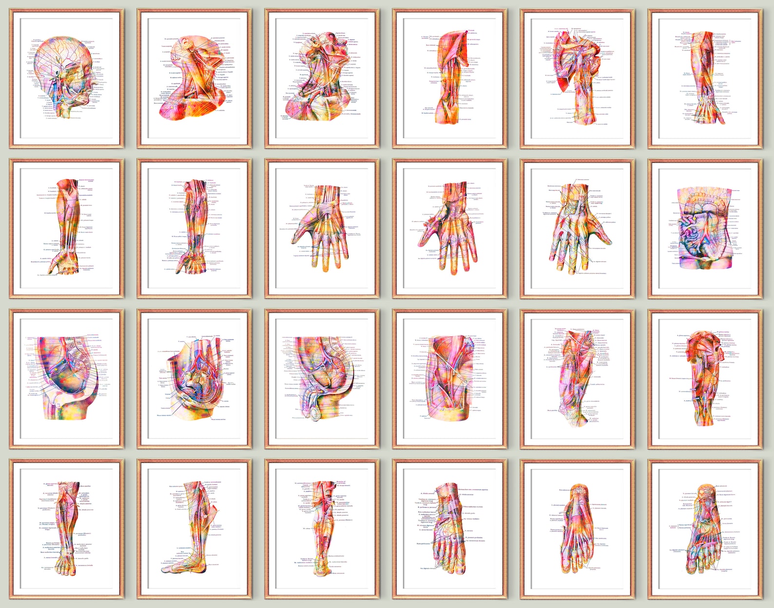 24 Human Body Structure Diagram Posters Muscular System - Etsy