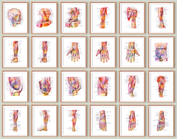 Medical Body Chart Diagram