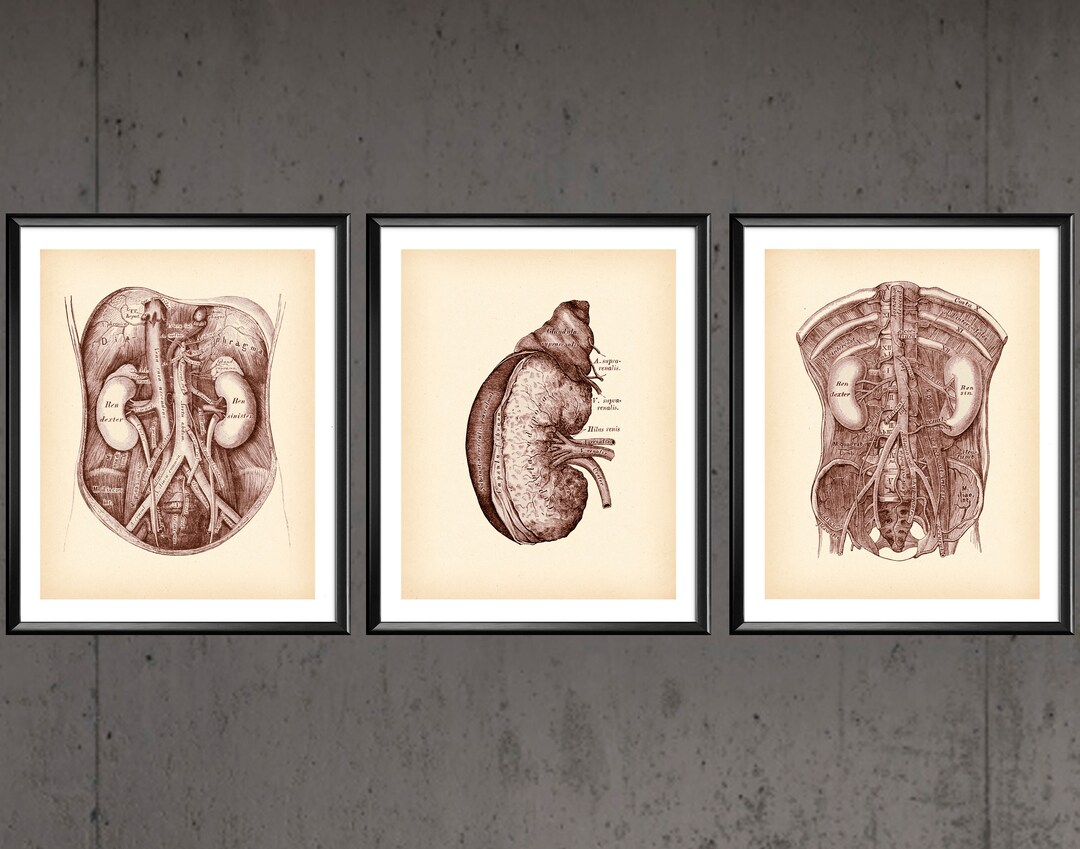 3 Nephrology Art Vintage Anatomy Kidneys Poster Medical Art Clinic ...