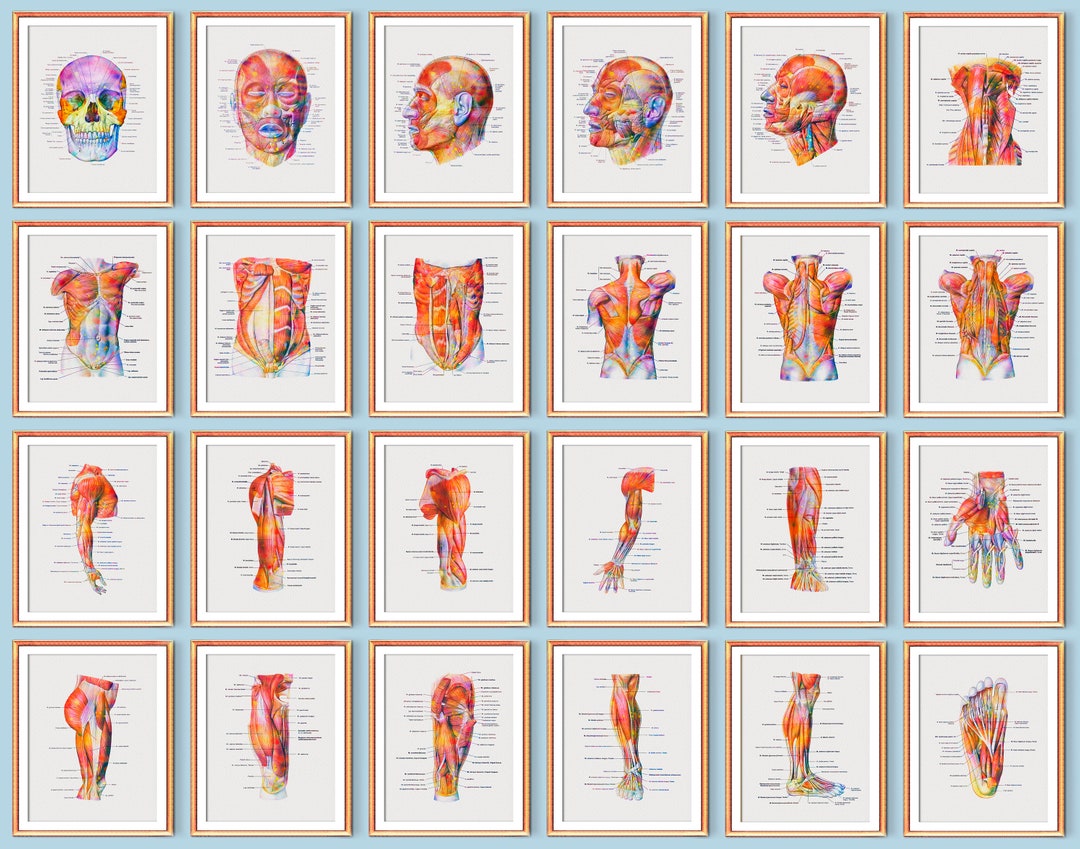 Human Muscular System Poster Set of 24 Muscles Structure Art Watercolor ...