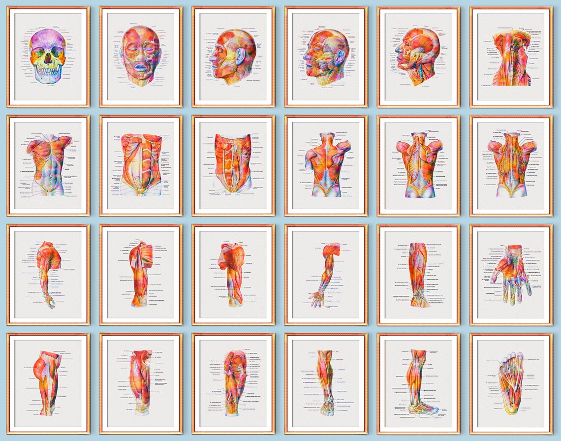 Human Muscular System Poster Set of 24 Muscles Structure Art - Etsy