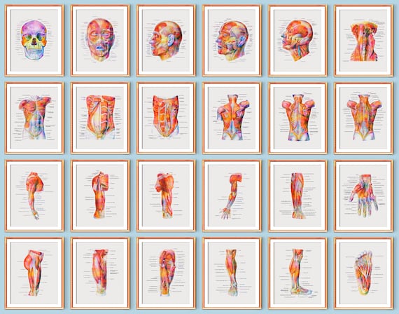 Human Muscular System Poster Set of 24 Muscles Structure Art - Etsy