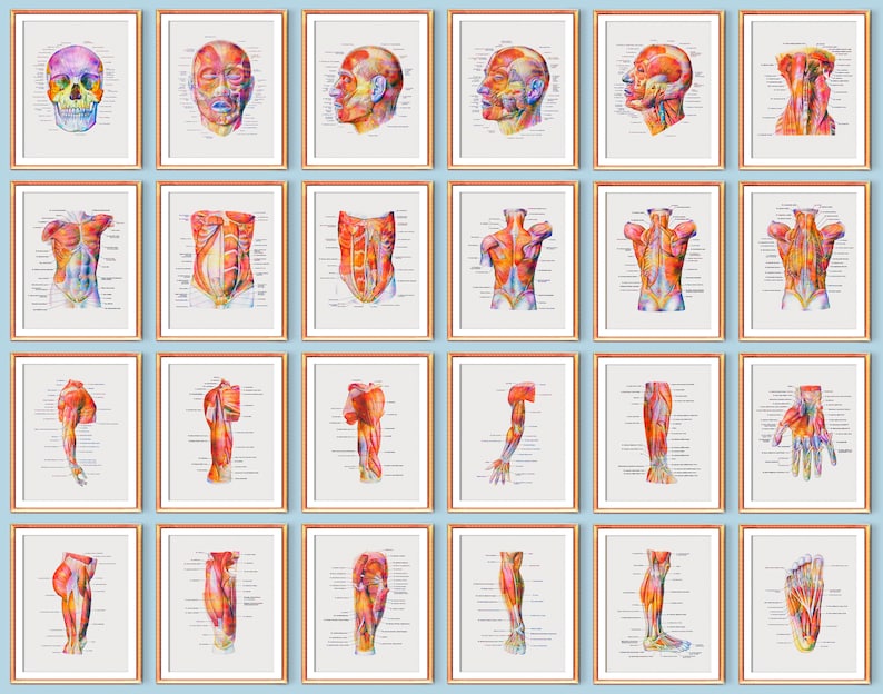 Human Muscular System Poster Set of 24 Muscles Structure Art - Etsy Human Muscular System Poster Set of 24 Muscles Structure Art - Etsy