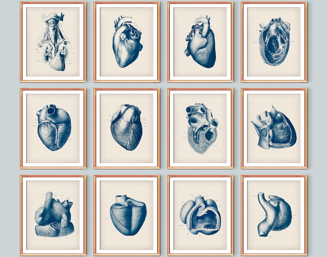 12 Heart Anatomy Art Cardiologist Gift Medical Art Anatomical Heart ...