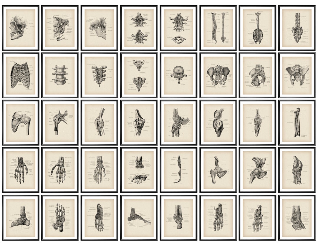 40 Vintage Skeletal Anatomy Posters, Osteology Artwork, Skeleton Bones ...