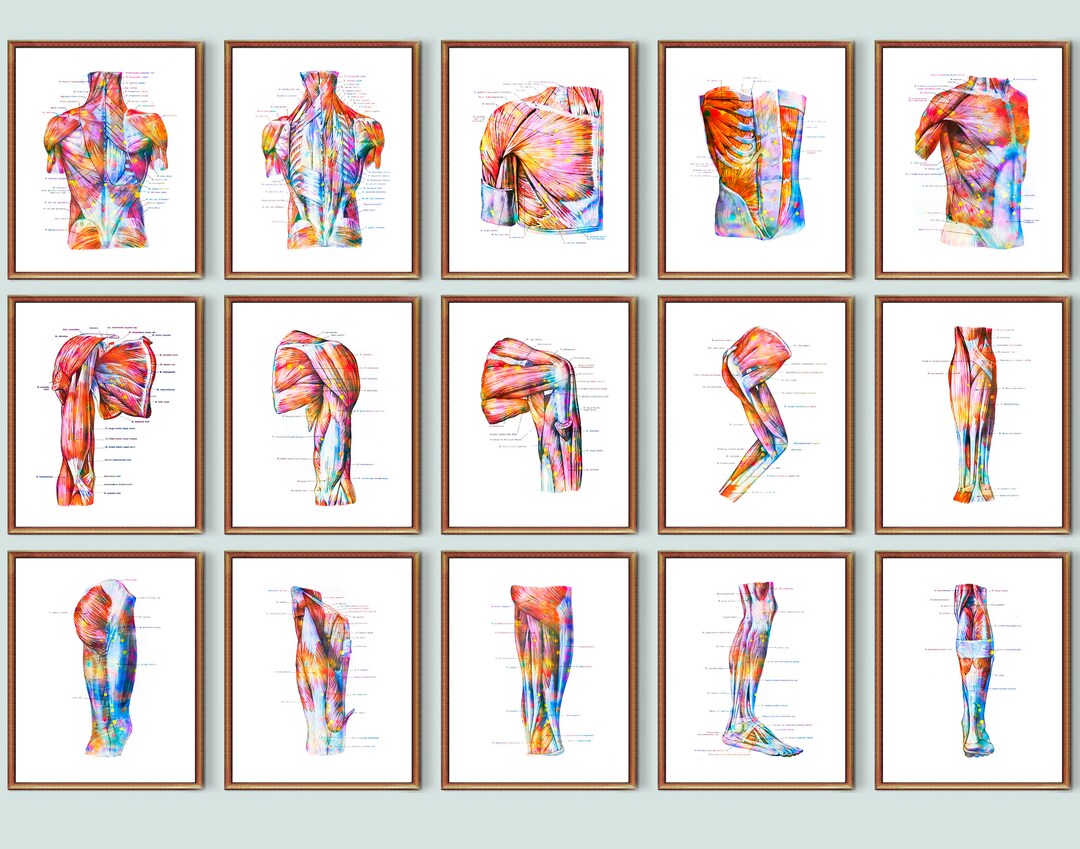 Anatomy of Human Muscular System Posters Body Structure Print Surgical ...