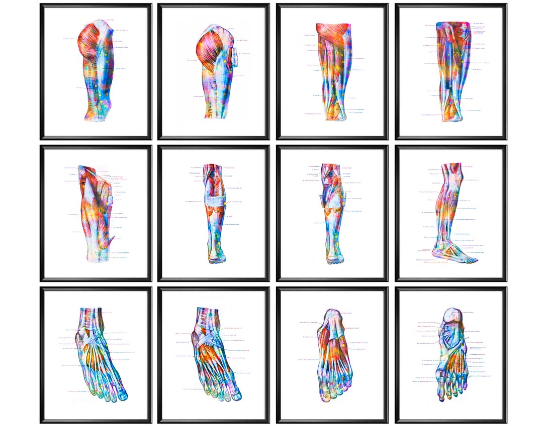 12 Foot Muscular System Anatomy Posters Orthopedic Art Muscles of Foot ...