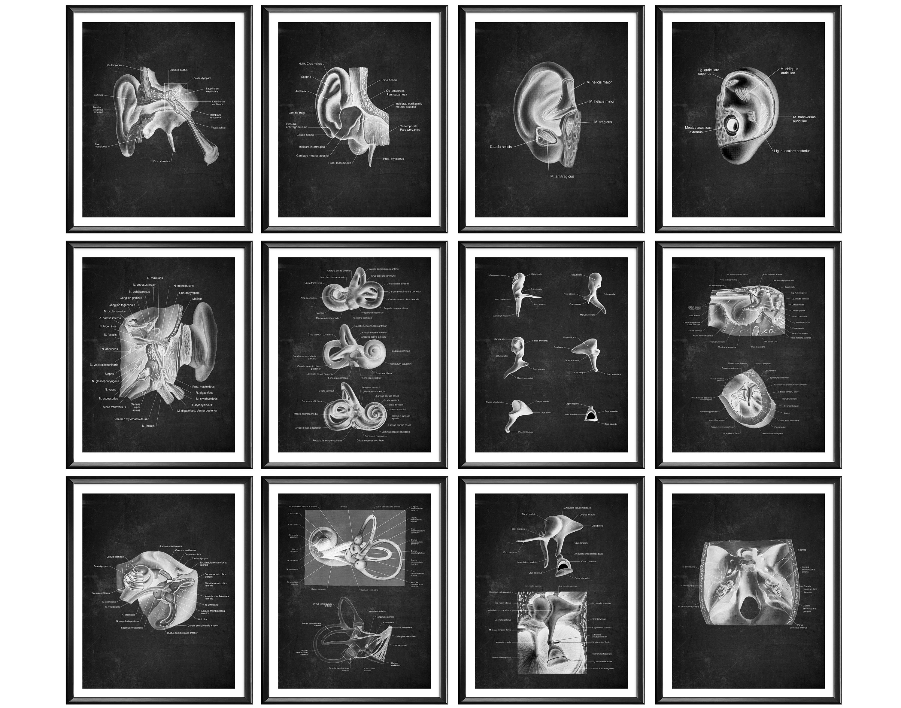 12 Hearing System Anatomy Posters Ear Structure Hearing Organs Diagram ...