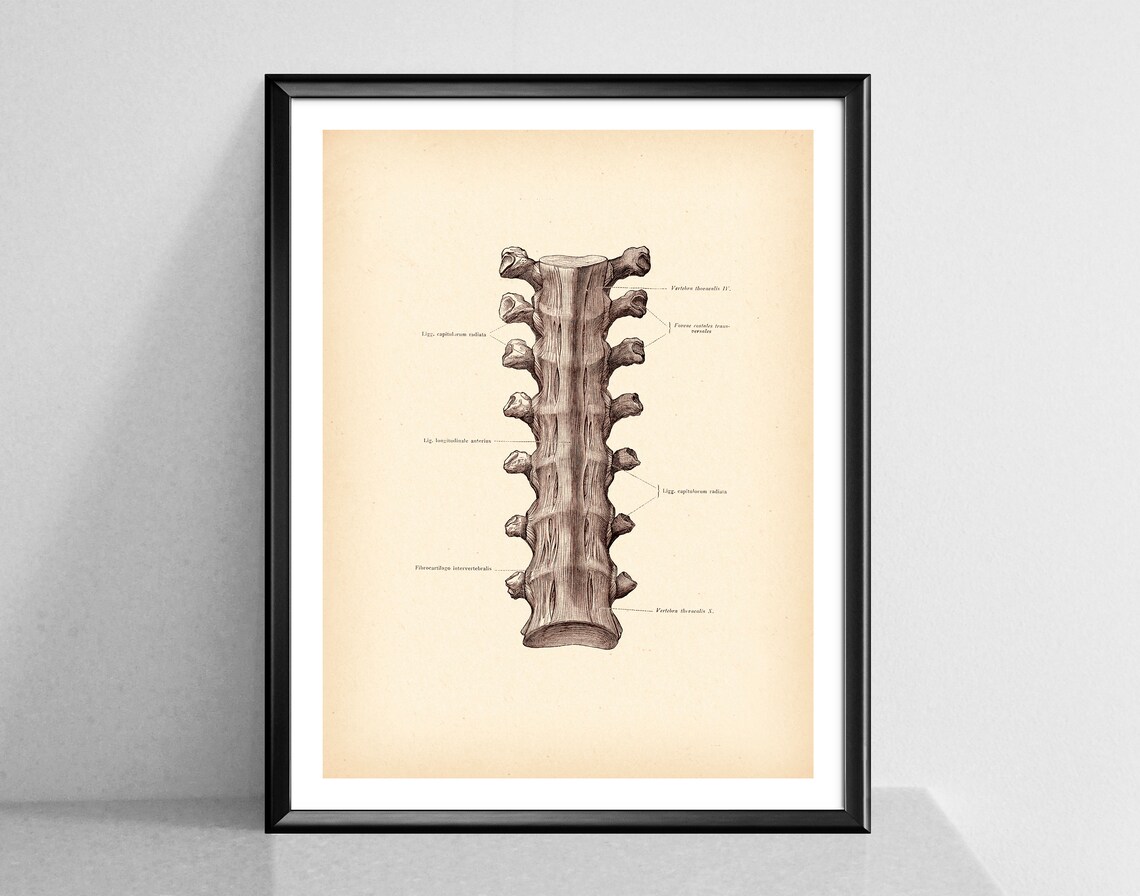 Spinal Anatomy Print Vertebral Column Vertebral Structure | Etsy