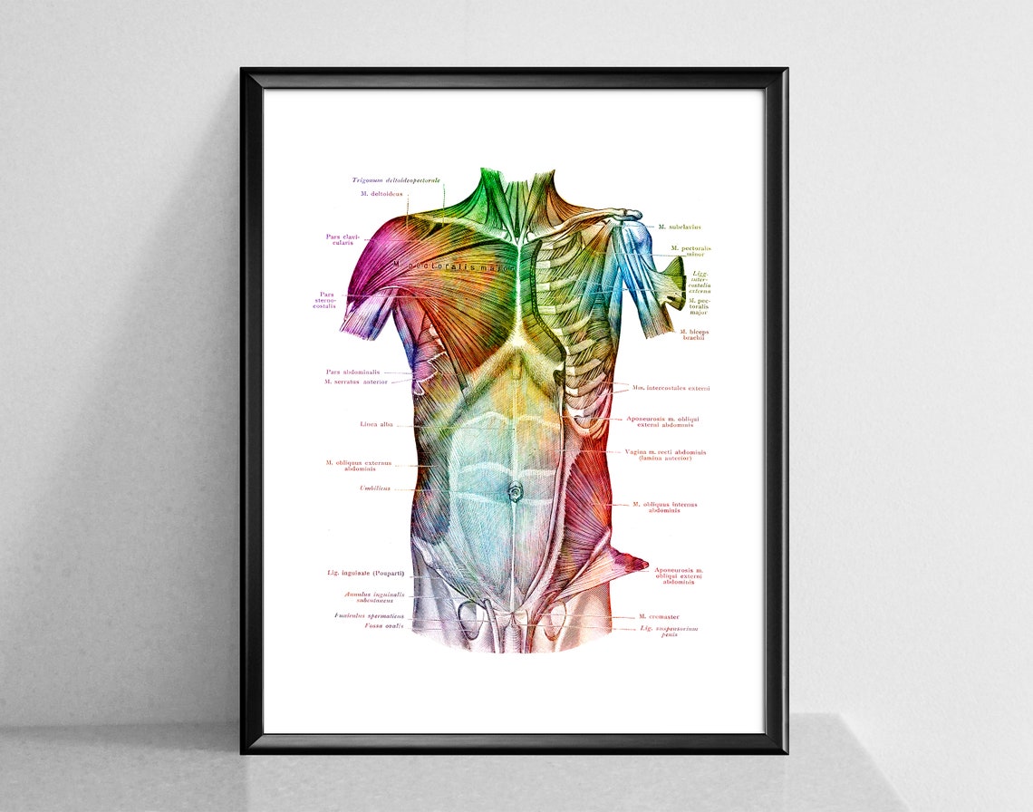 Human Muscular System Art, Watercolor Torso Art, Muscles and Ligaments ...