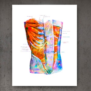 6 Torso Muscles Anatomy Poster Muscular System Watercolor Art Medical ...