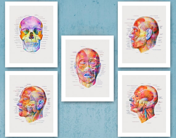 Anatomical Face Art Facial Muscles Poster Labeled Muscular - Etsy Australia