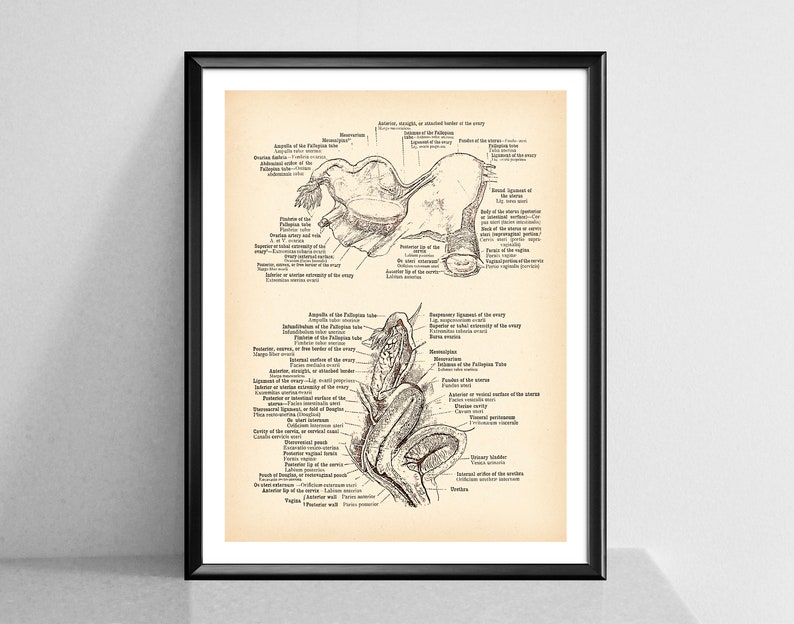 Vagina Print Female Genital Organs Vintage Anatomy Poster Etsy