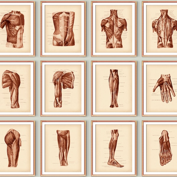Vintage Anatomy - Etsy