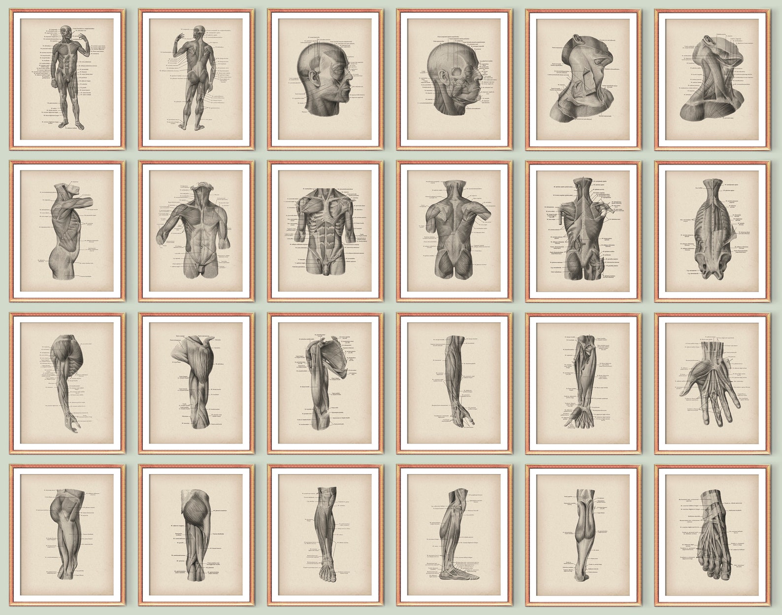 24 Muscular System Posters Vintage Anatomy Art Medical Decor | Etsy