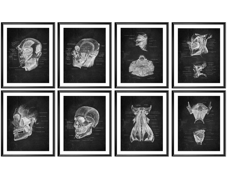 8 Head Anatomy Posters Facial Muscles Neck Muscles Skull Bones ...